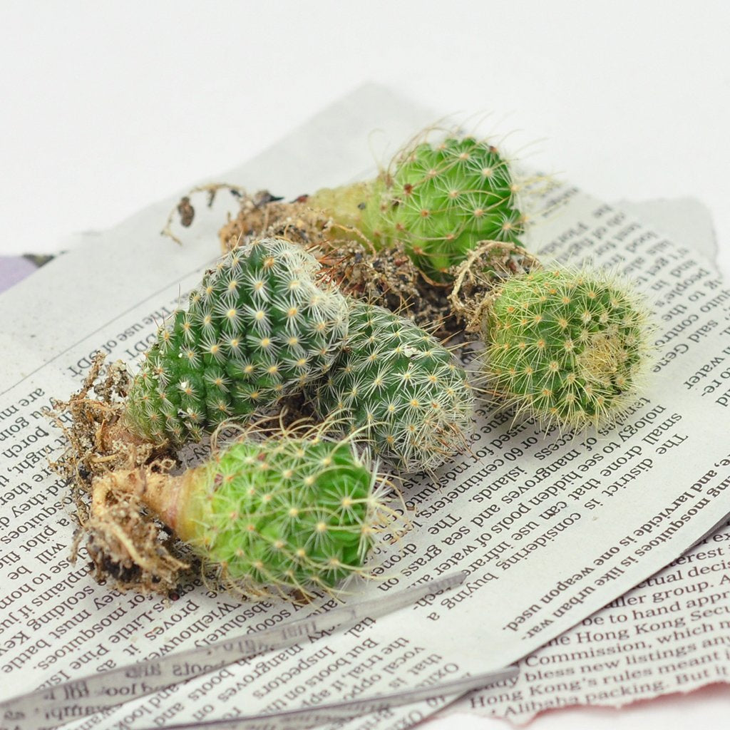 Noted Blogger Golden Barrel Cactus - Anbau als langjähriger Begleiter ...